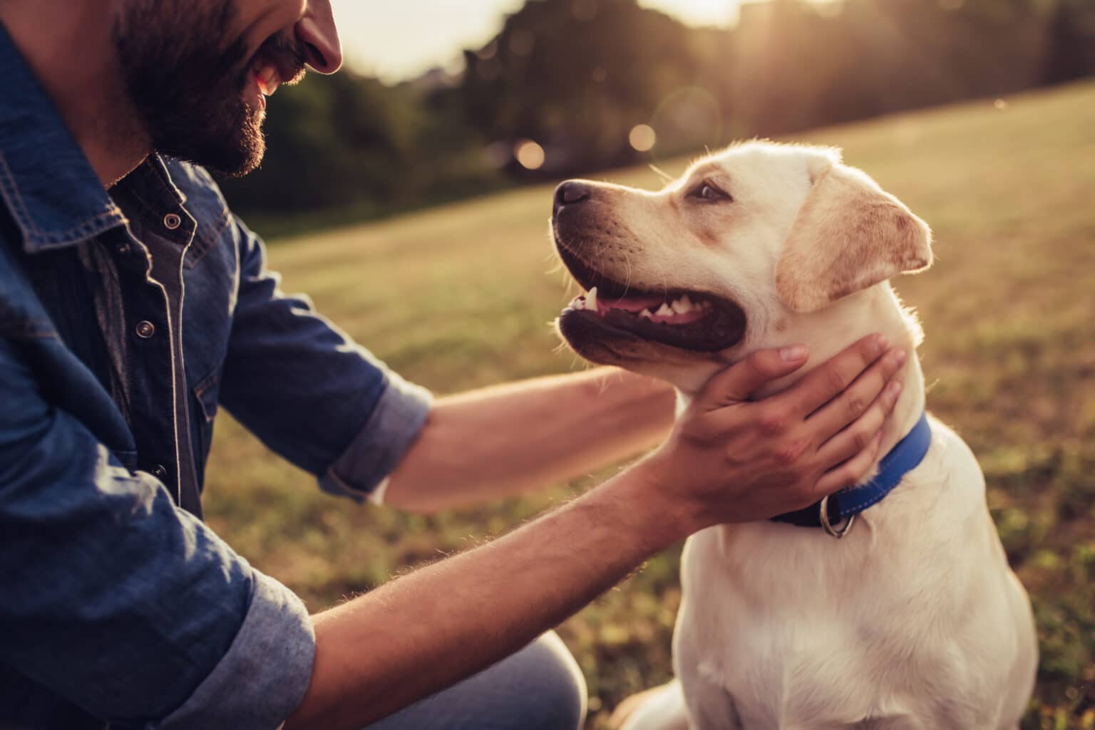 All Adoptable Dogs - Mile High Canine Rescue