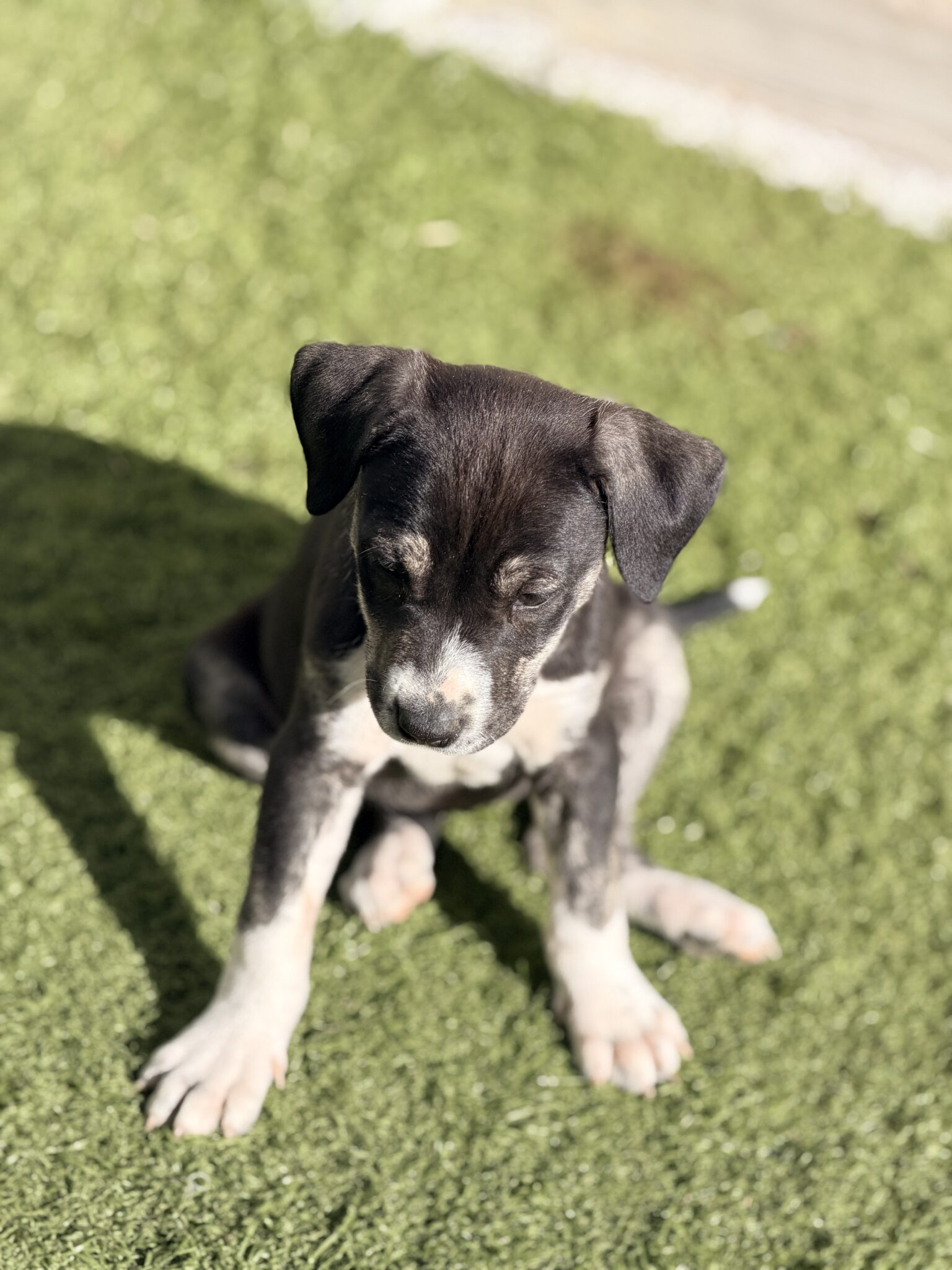 Snickers - Mile High Canine Rescue