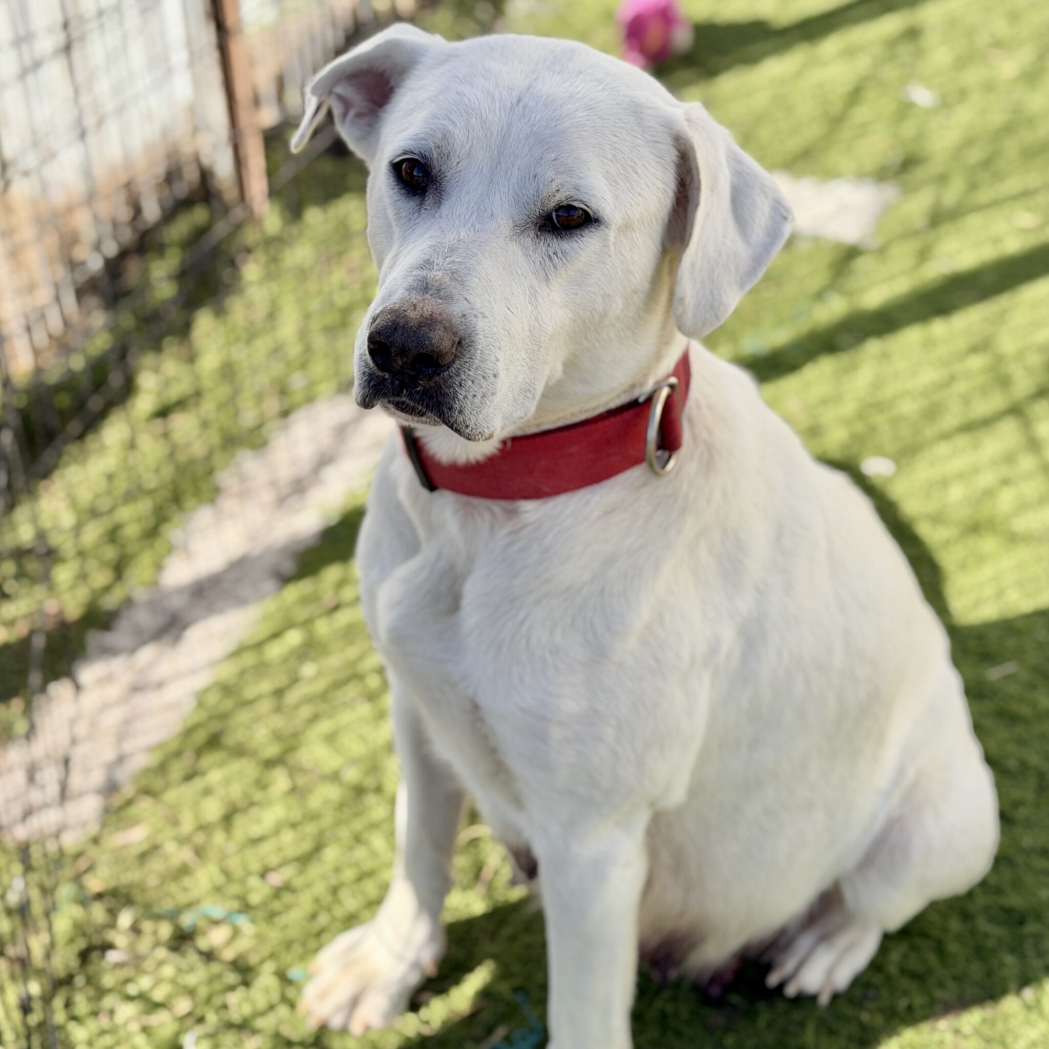 Taffy - Mile High Canine Rescue