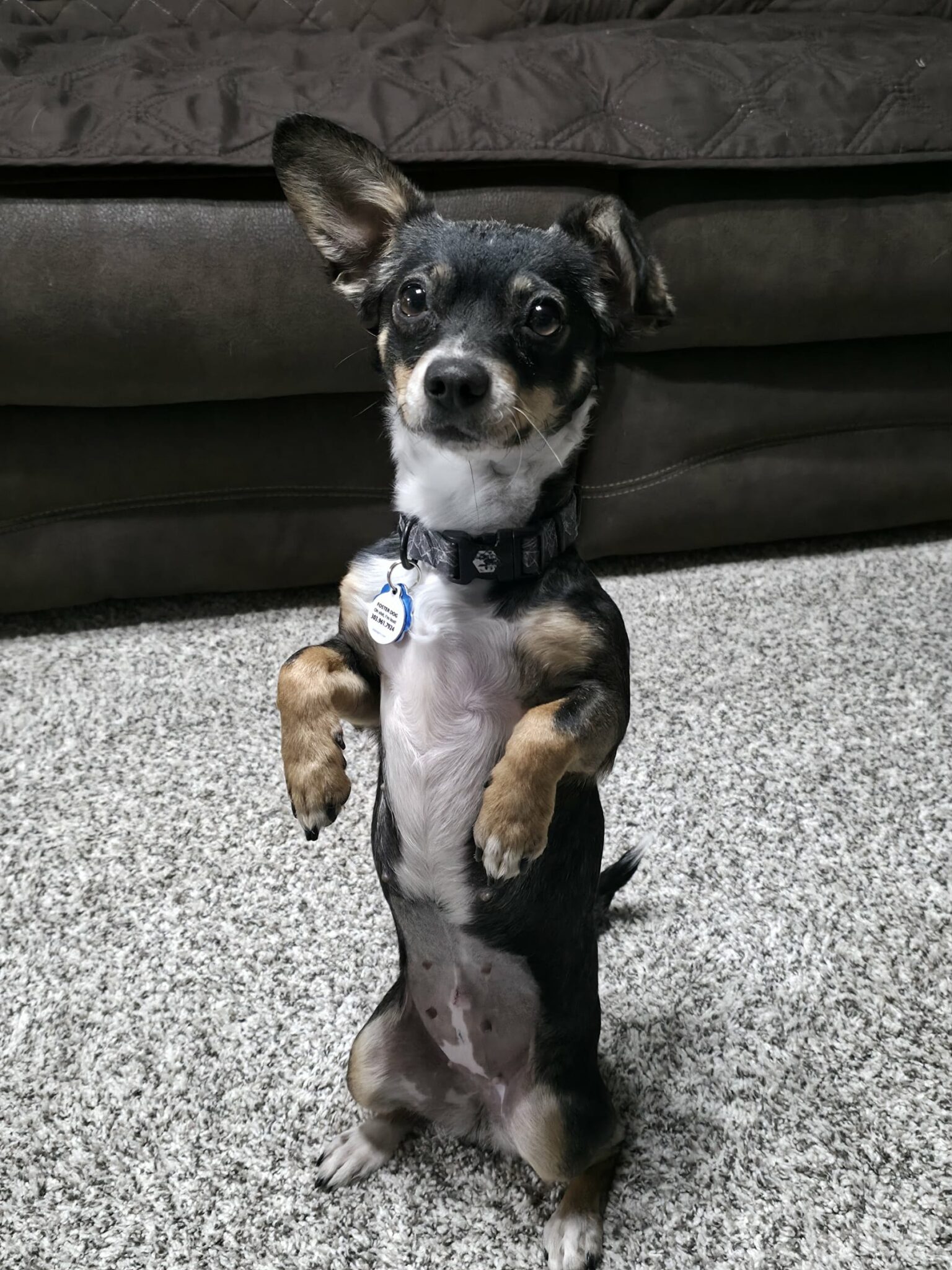 Rosalina - Mile High Canine Rescue