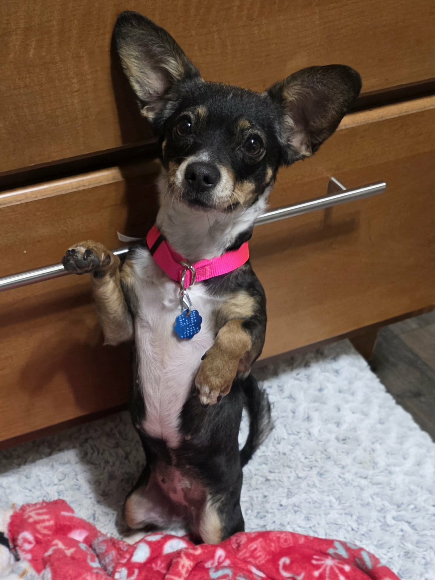 Rosalina - Mile High Canine Rescue