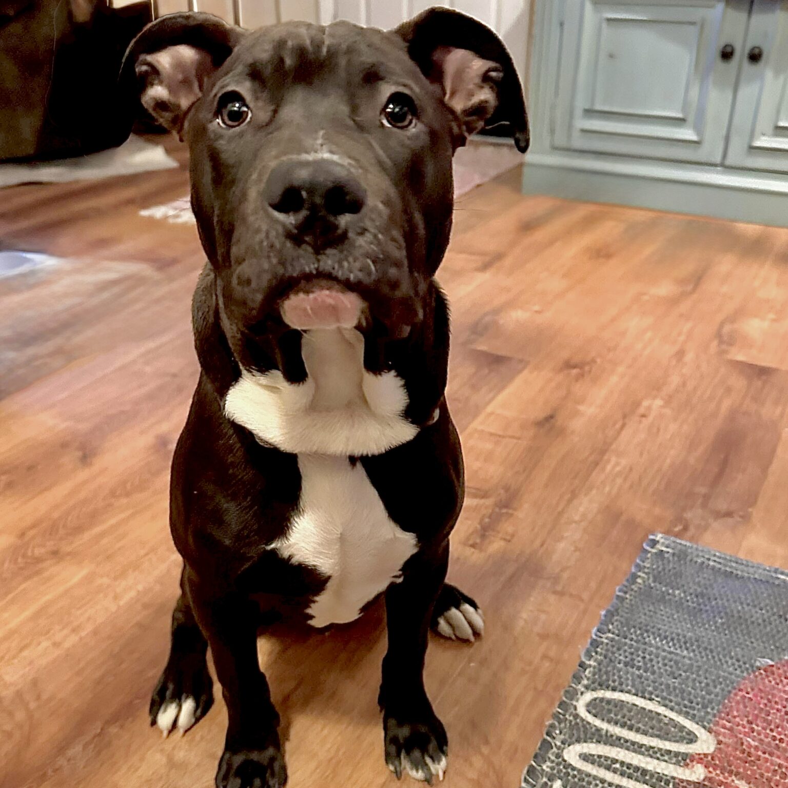 Buck - Mile High Canine Rescue