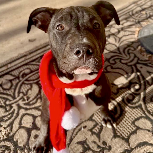 Buck - Mile High Canine Rescue