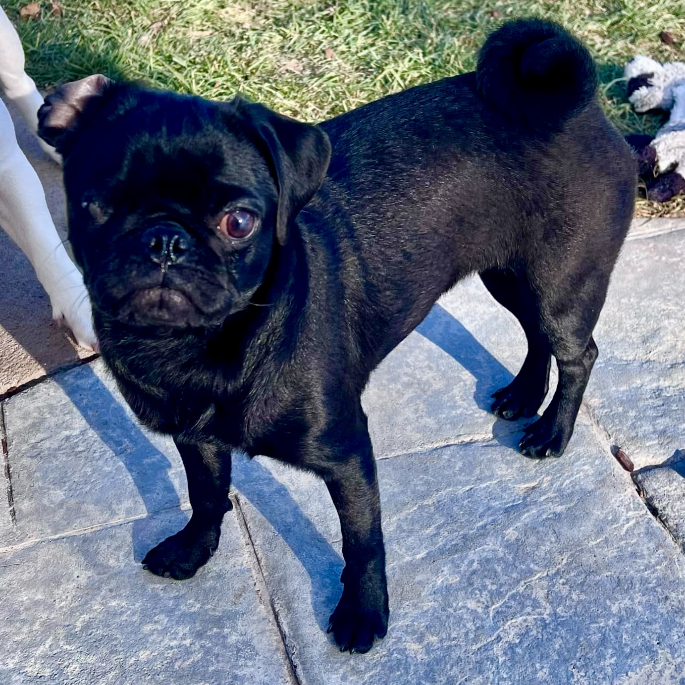 Pug Bug - Mile High Canine Rescue