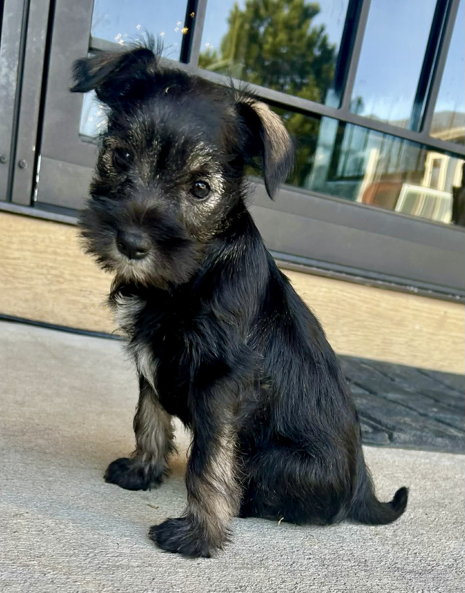 Gemma - Mile High Canine Rescue