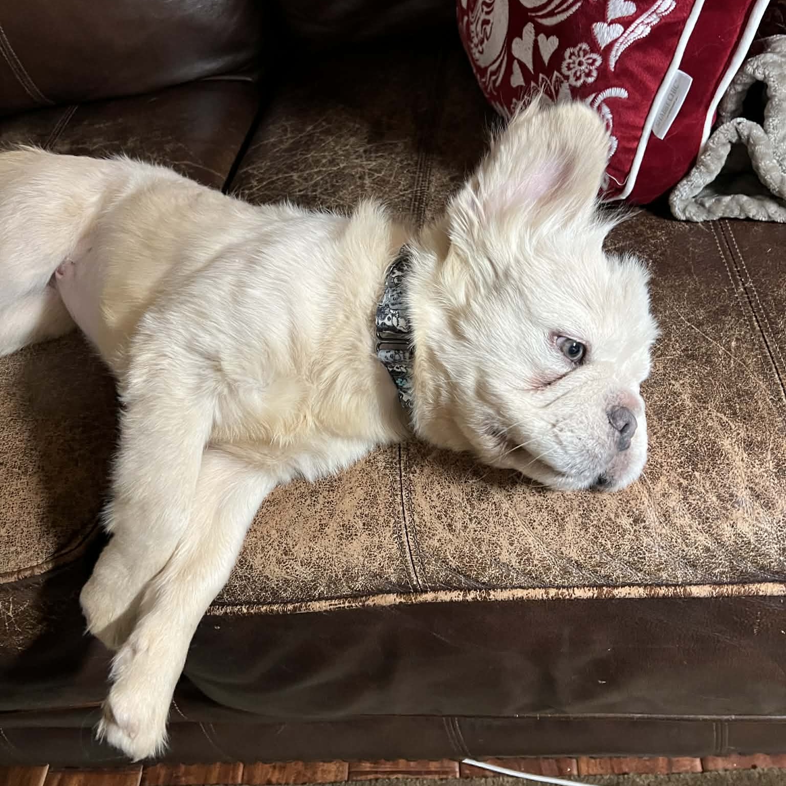 Marie - Mile High Canine Rescue