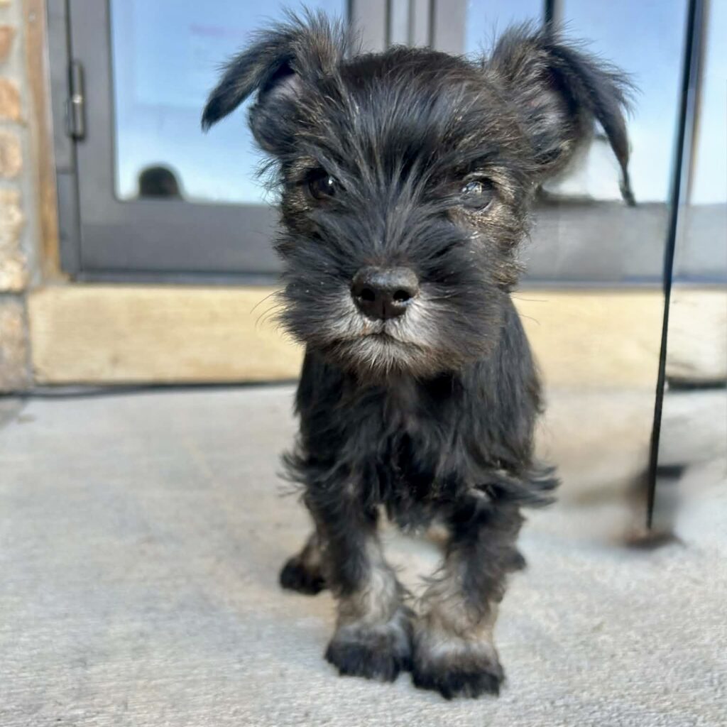 Chihuahua/Yorkie/Schnauzer Mix - Mile High Canine Rescue