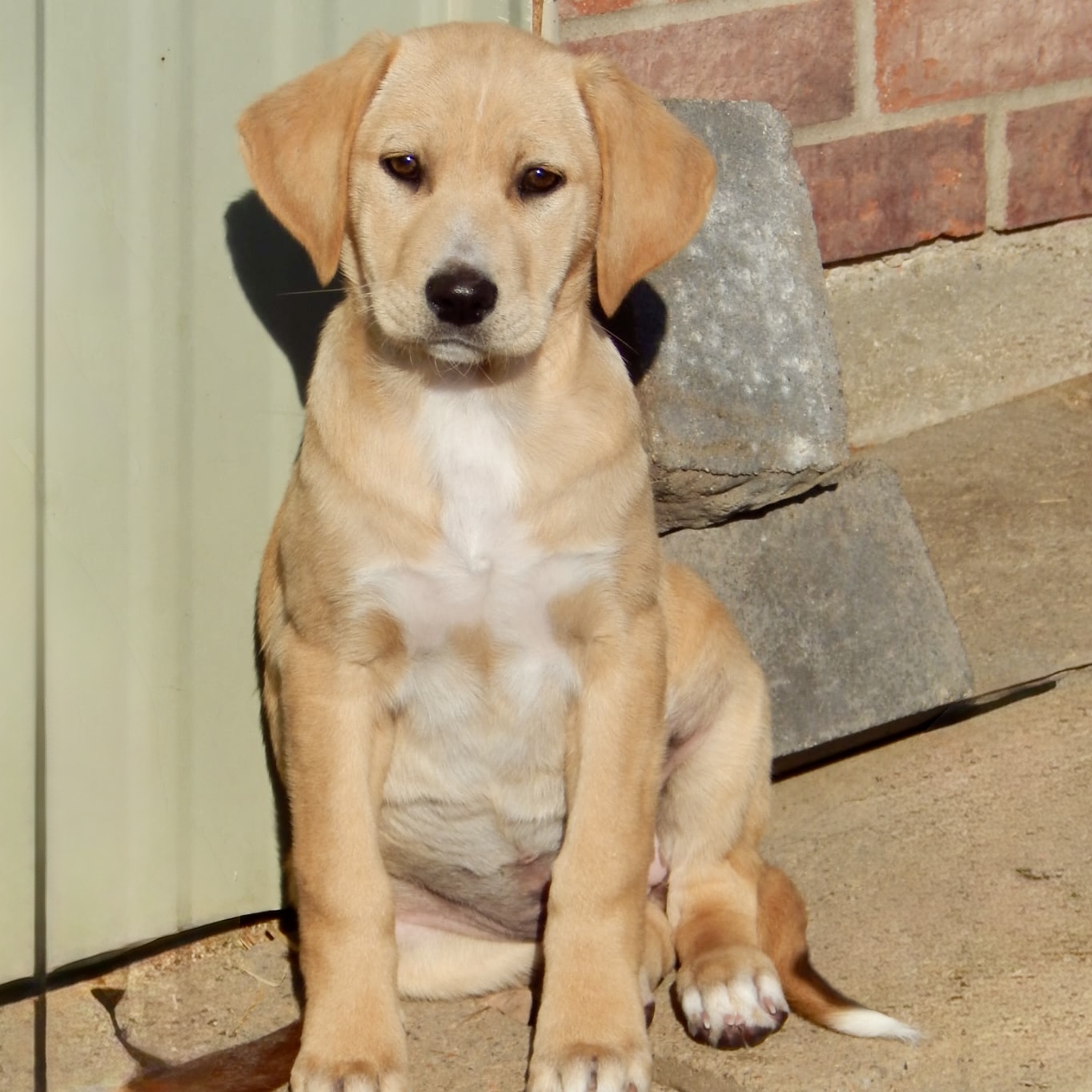 Strawberry - Mile High Canine Rescue