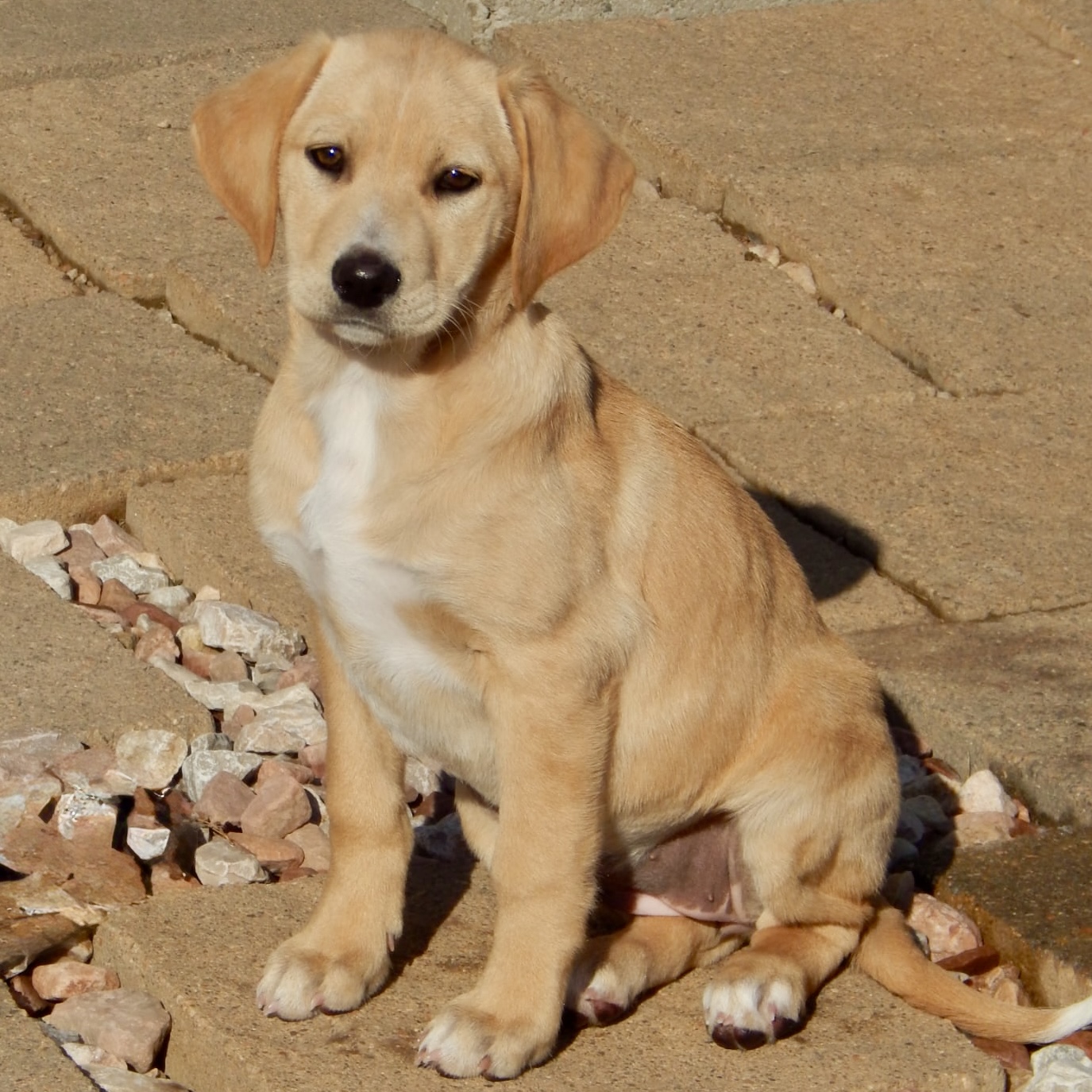 Strawberry - Mile High Canine Rescue