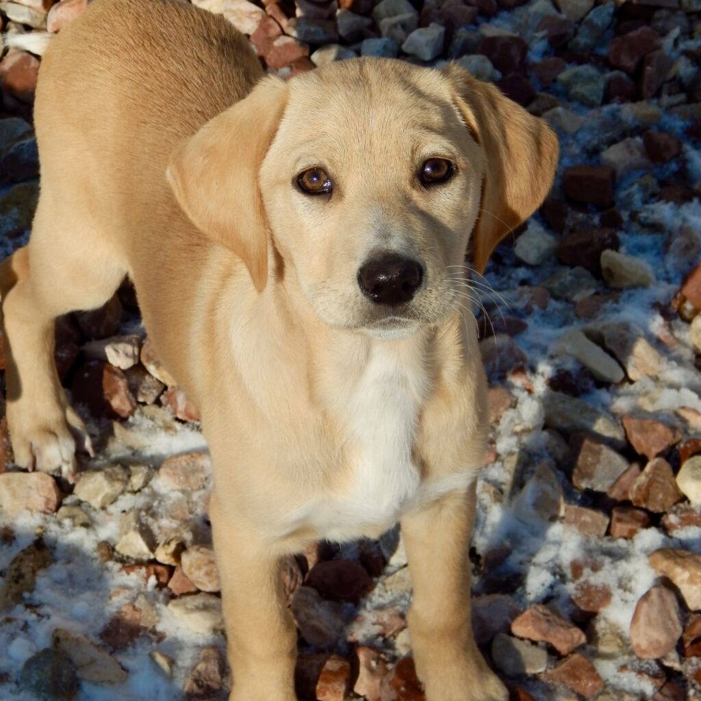 Strawberry - Mile High Canine Rescue