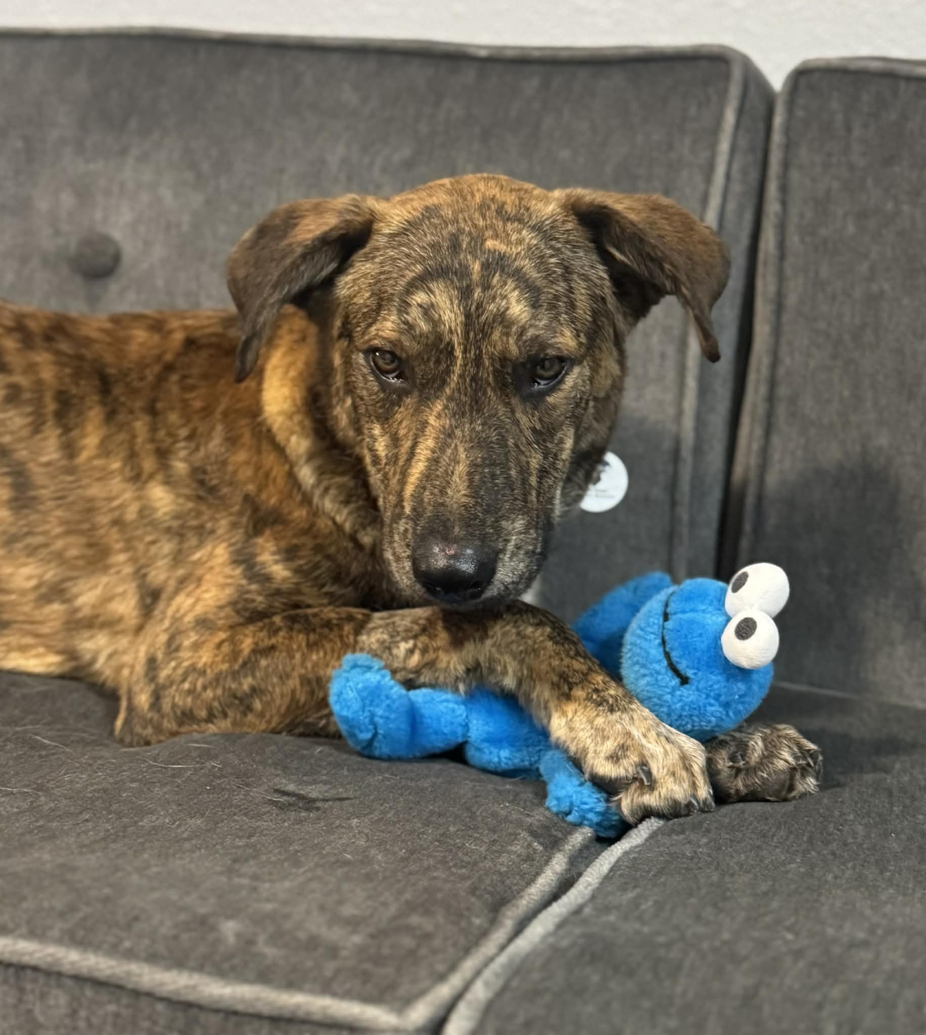 Bongo - Mile High Canine Rescue