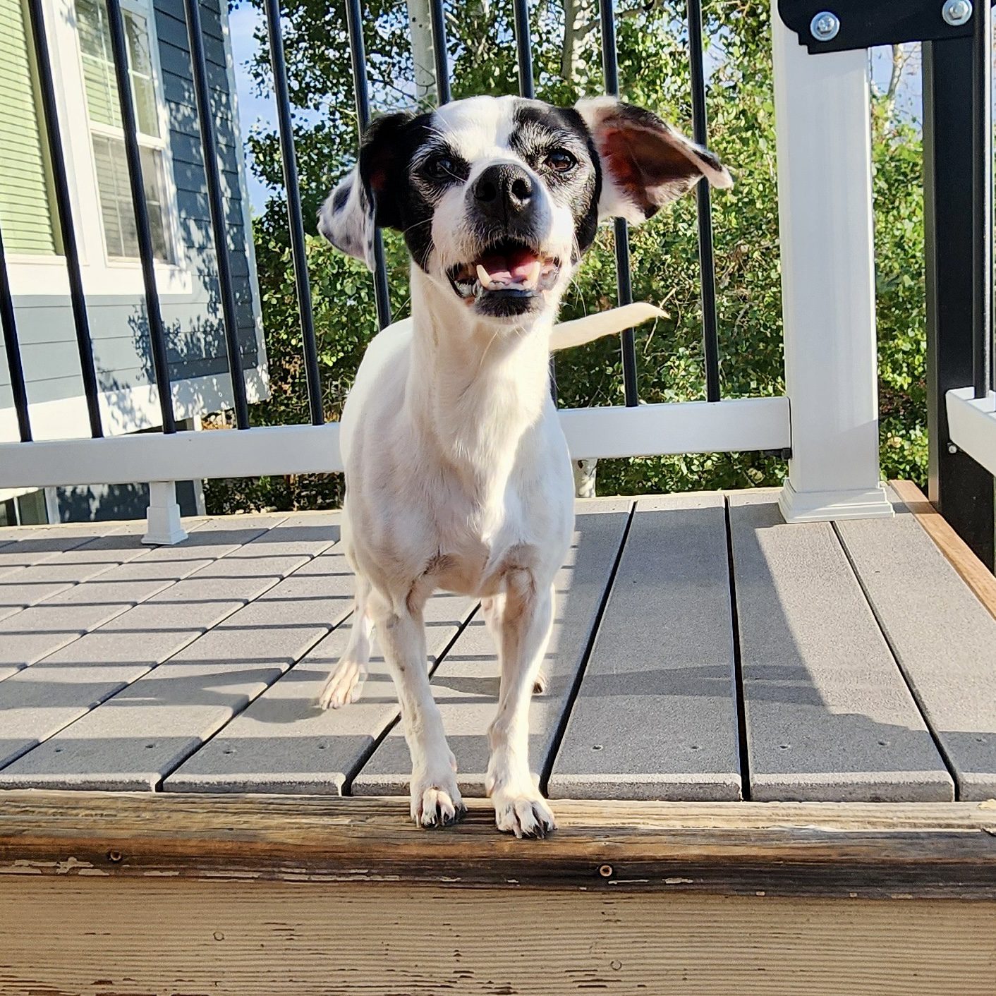 Luna - Mile High Canine Rescue