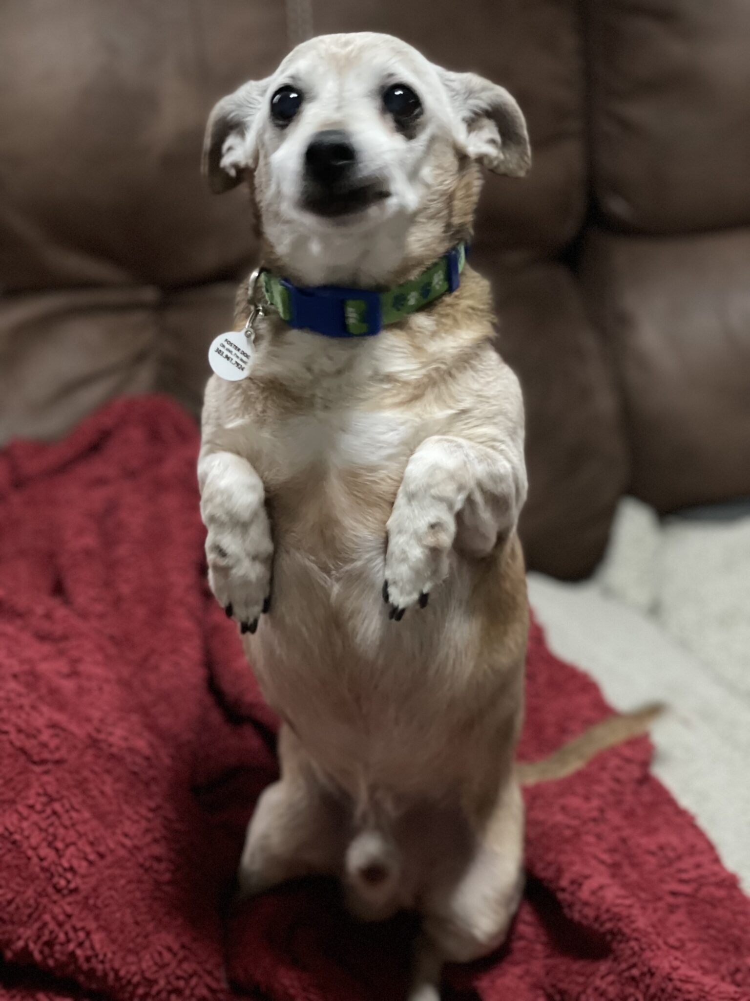 Stuart Little - Mile High Canine Rescue
