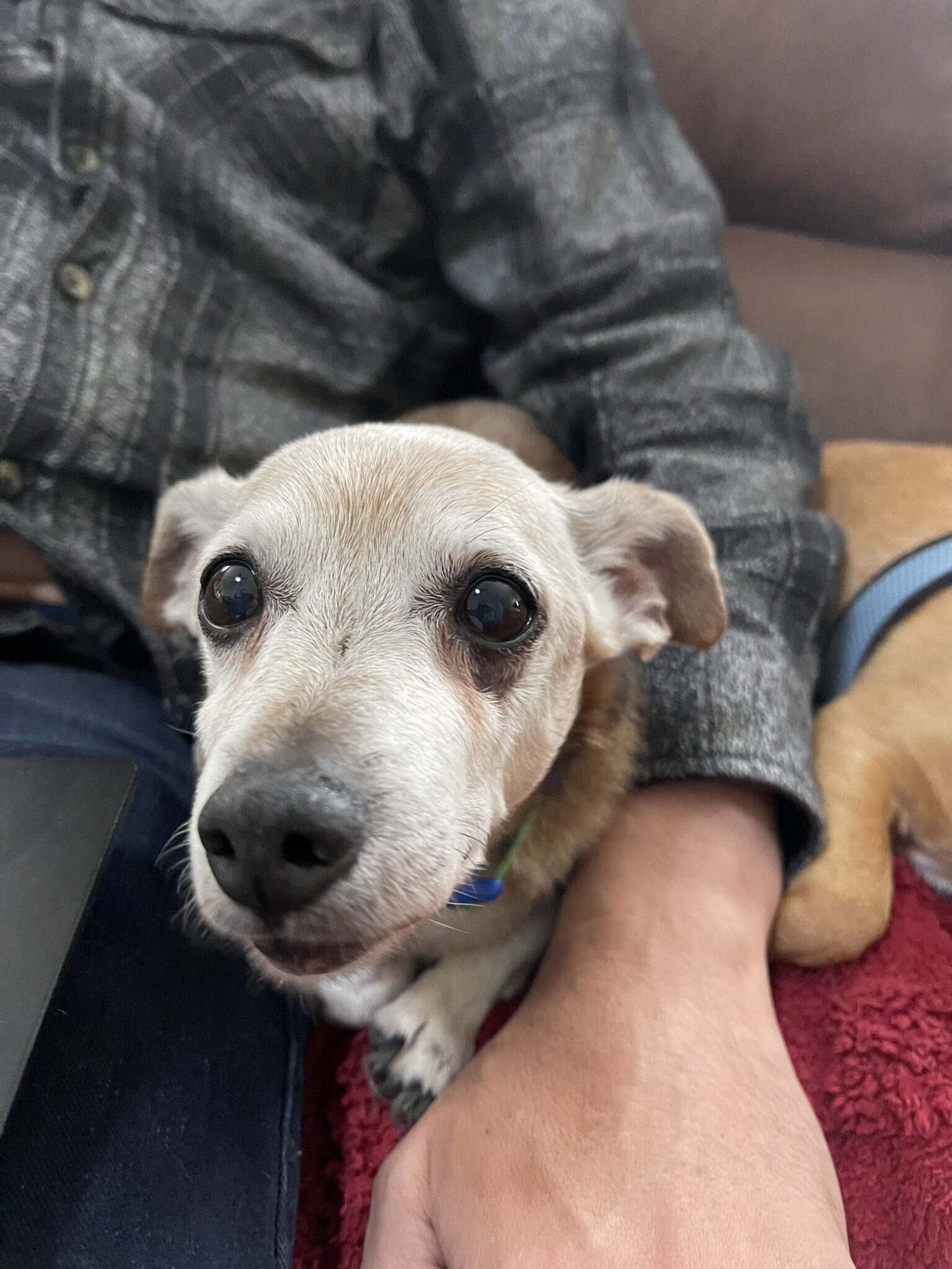 Stuart Little - Mile High Canine Rescue
