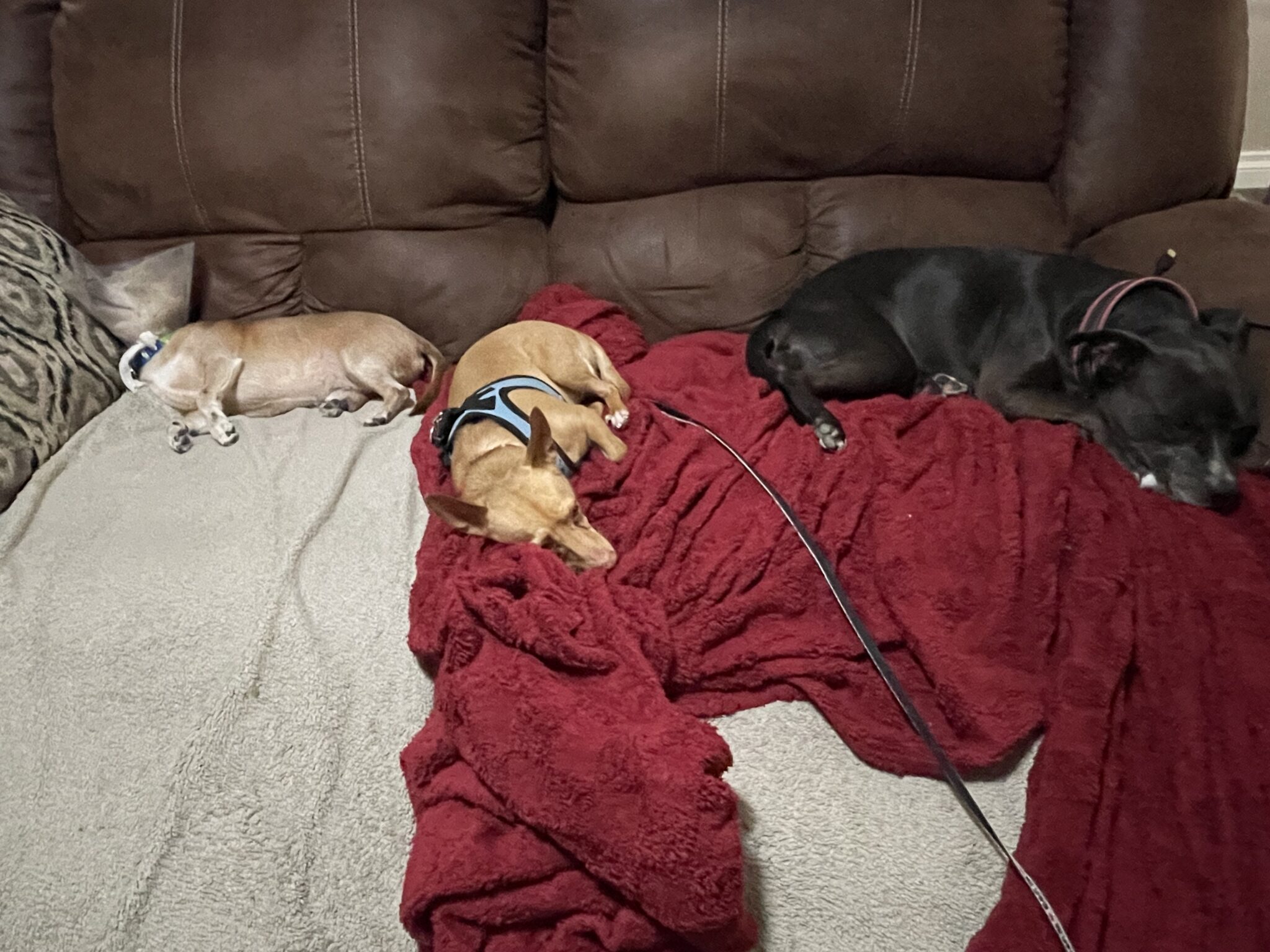 Stuart Little - Mile High Canine Rescue