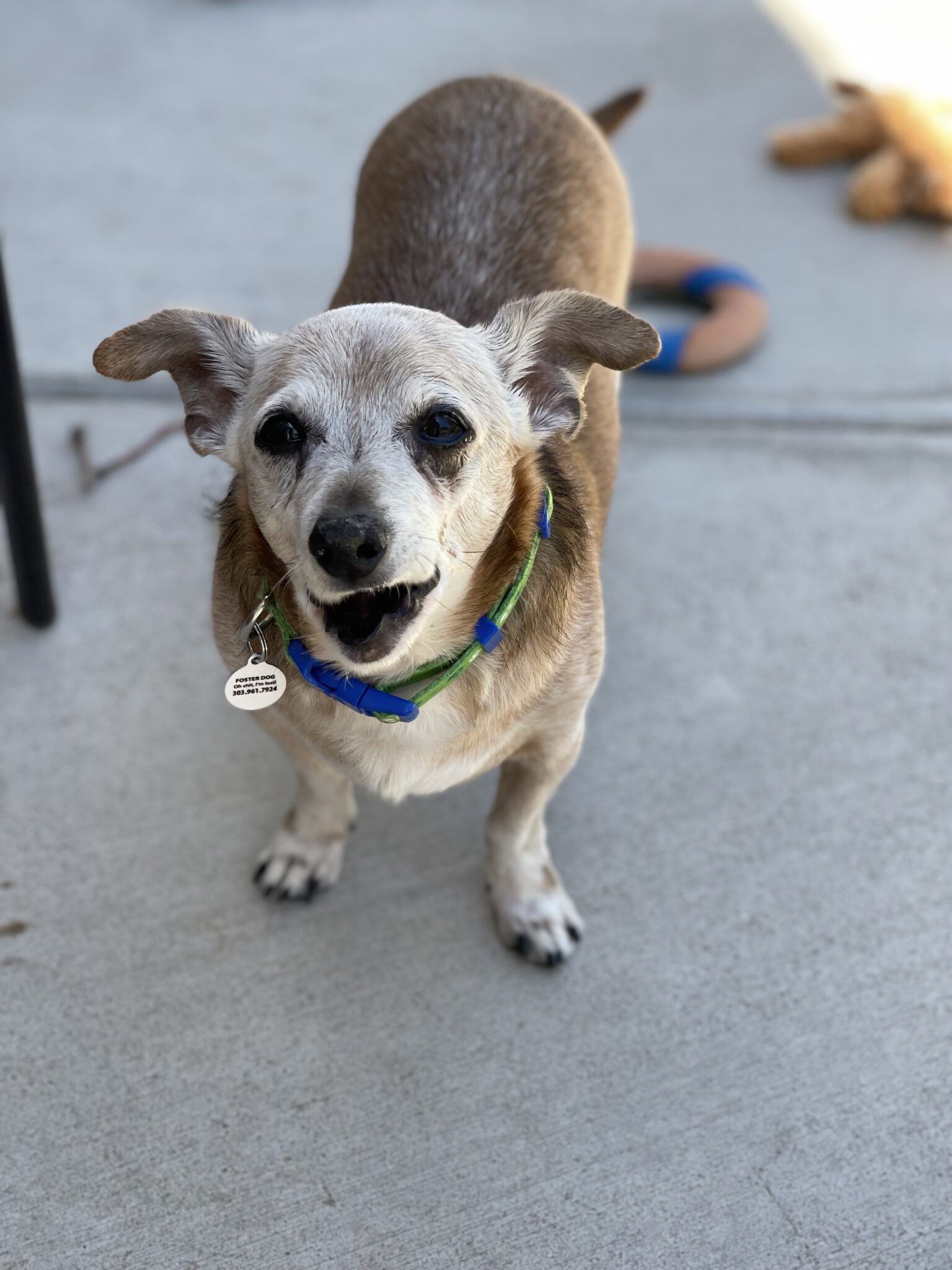 Stuart Little - Mile High Canine Rescue