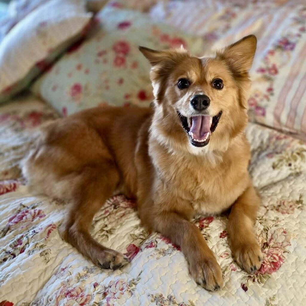 Daisy - Mile High Canine Rescue